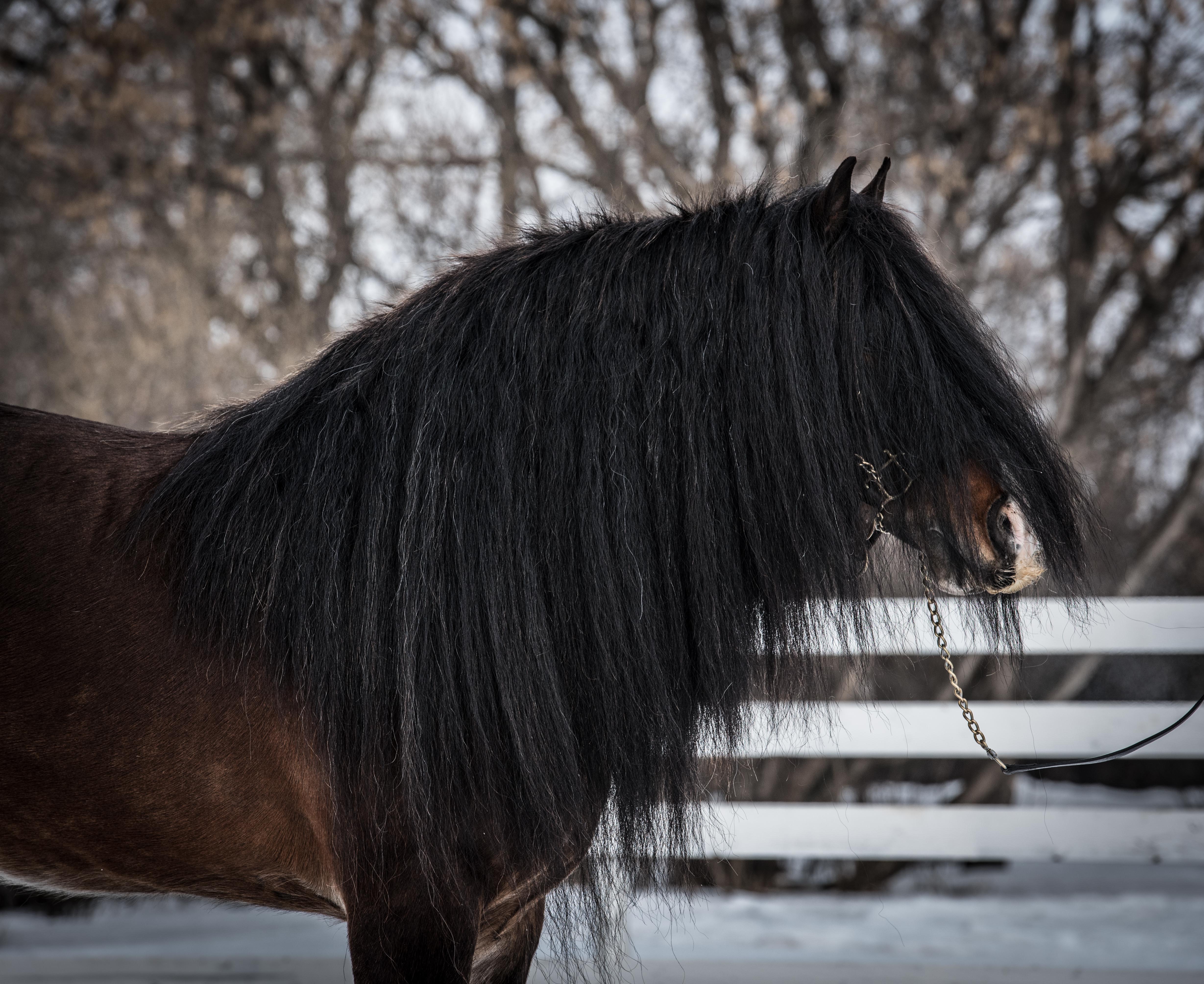Stallions | River Lane Ranch