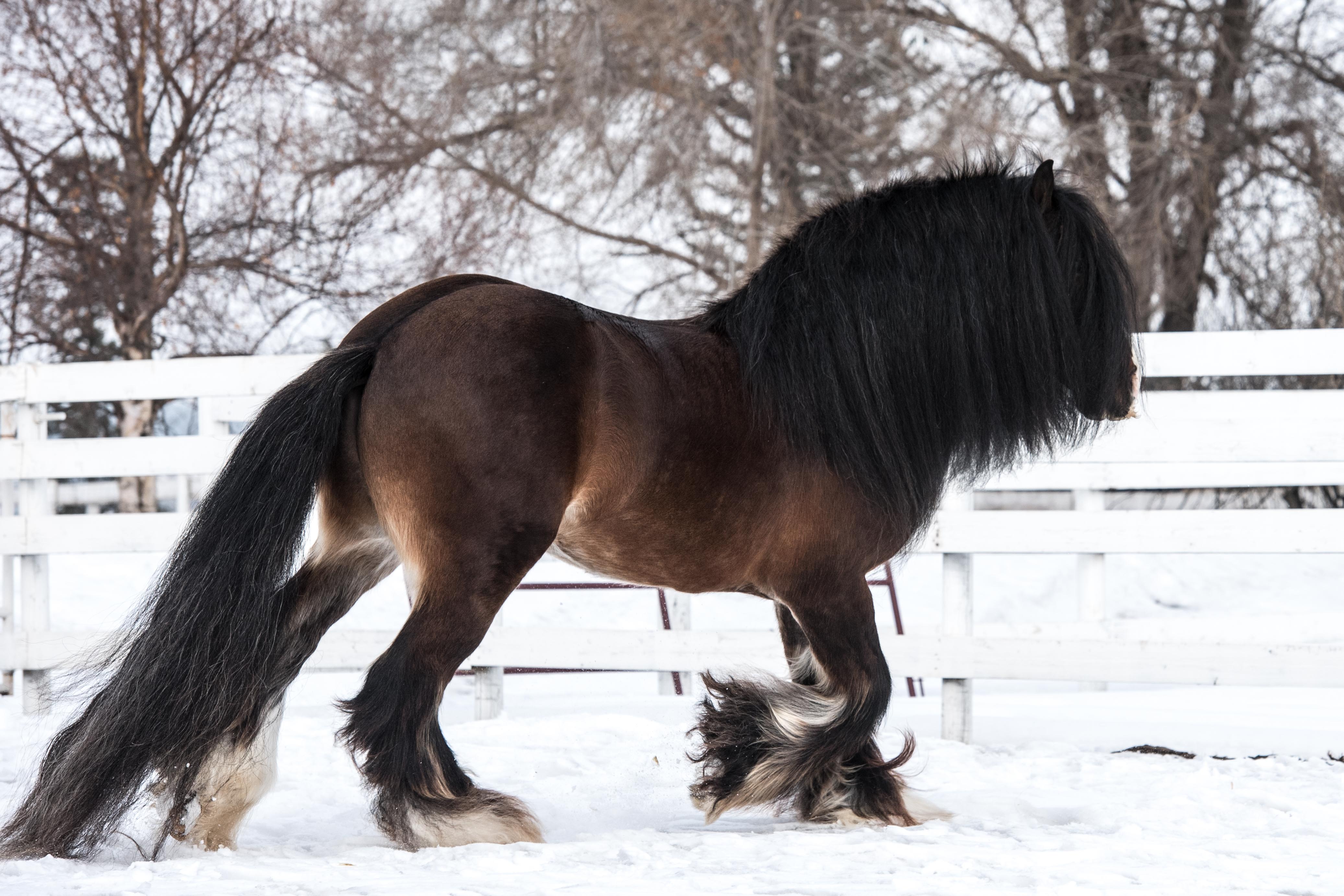 Stallions | River Lane Ranch
