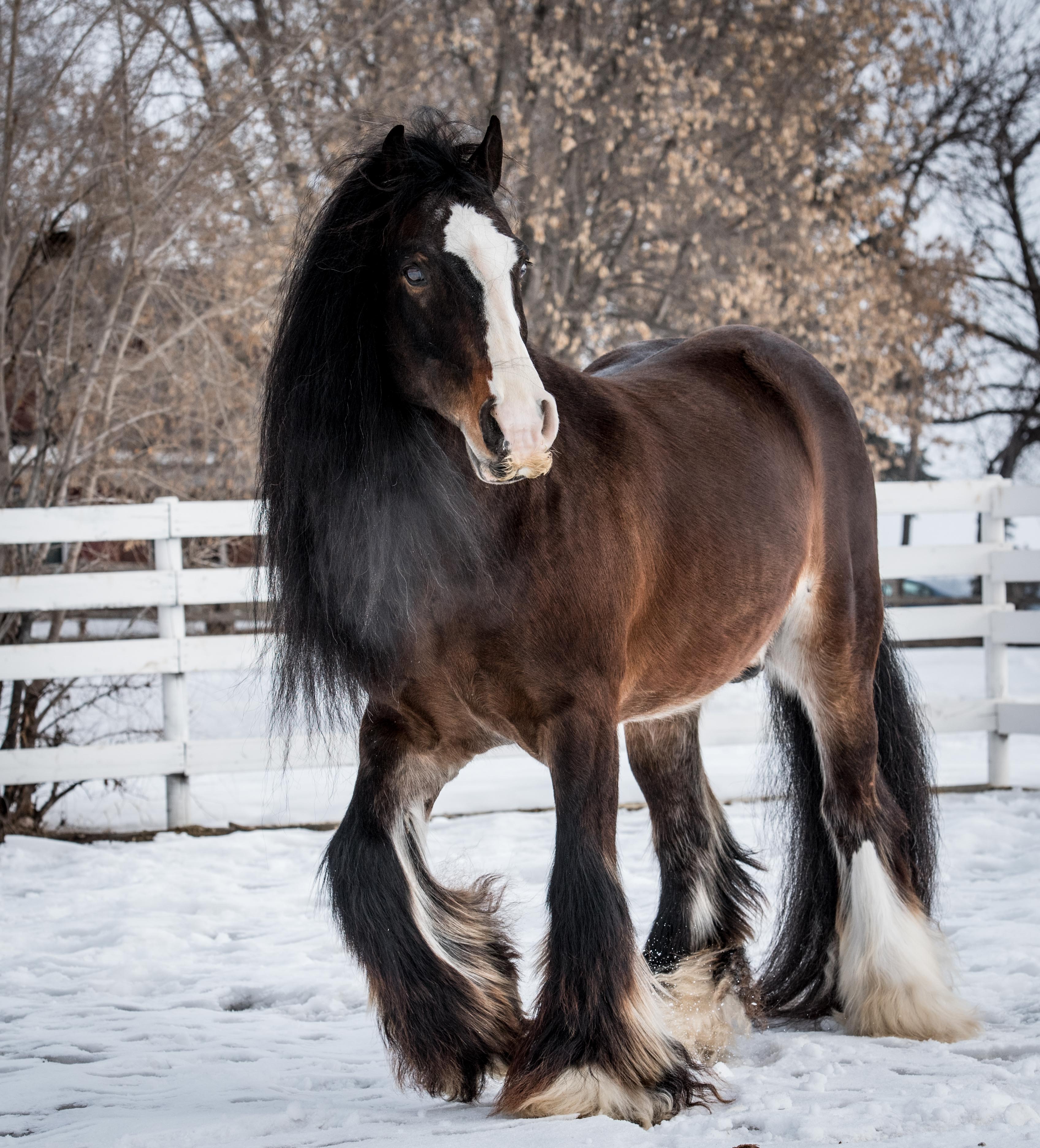 Stallions | River Lane Ranch