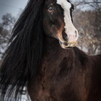 Stallions | River Lane Ranch