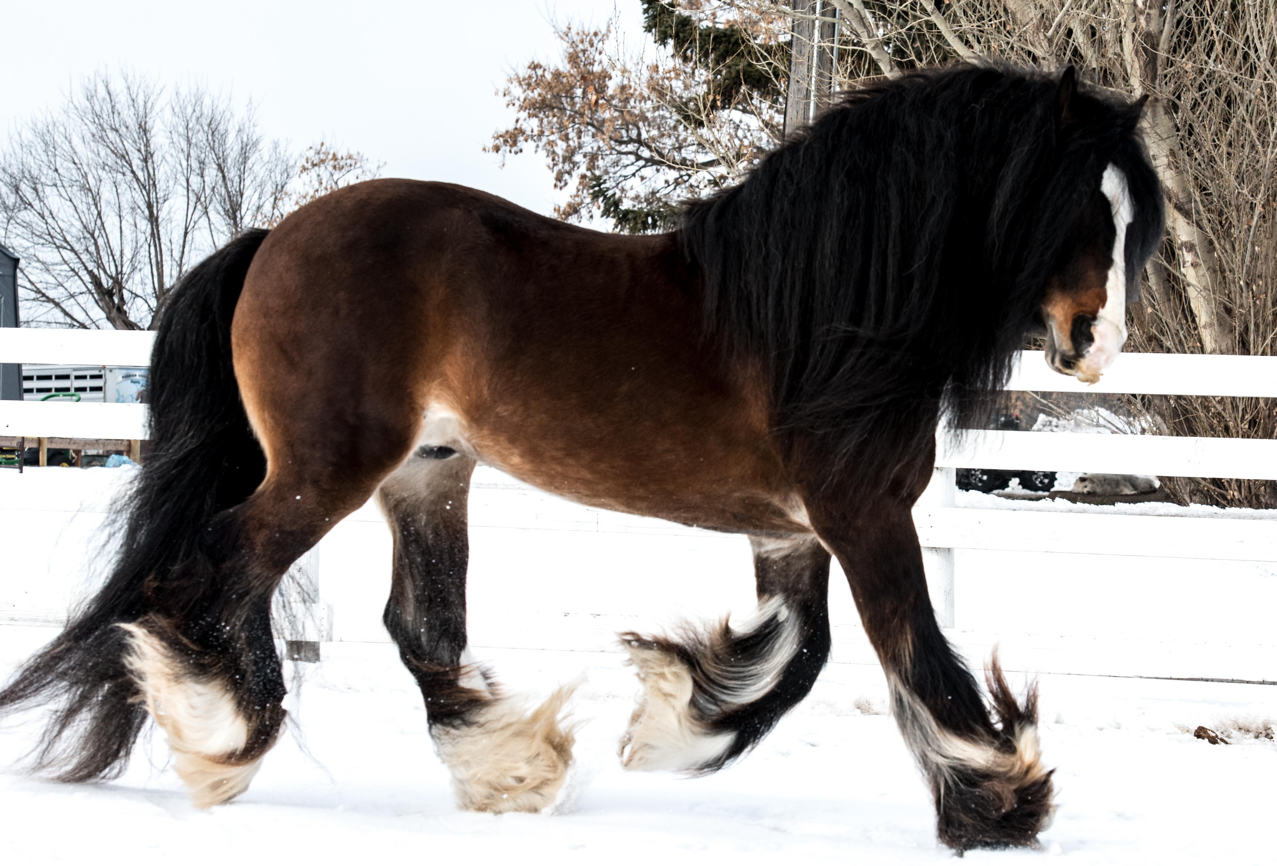 Stallions | River Lane Ranch