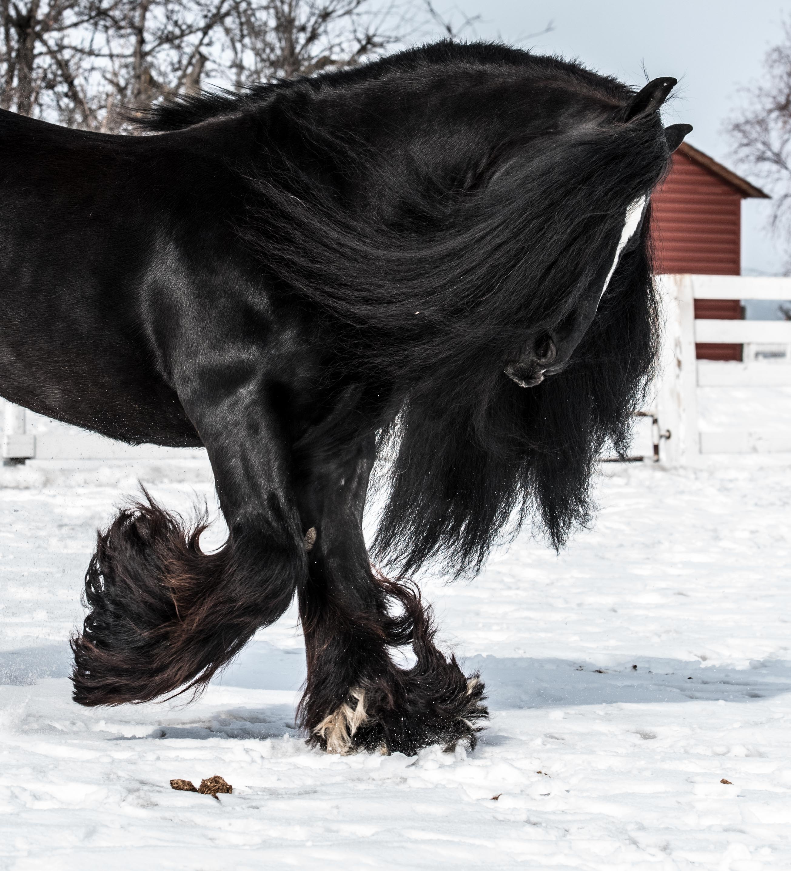 Stallions | River Lane Ranch