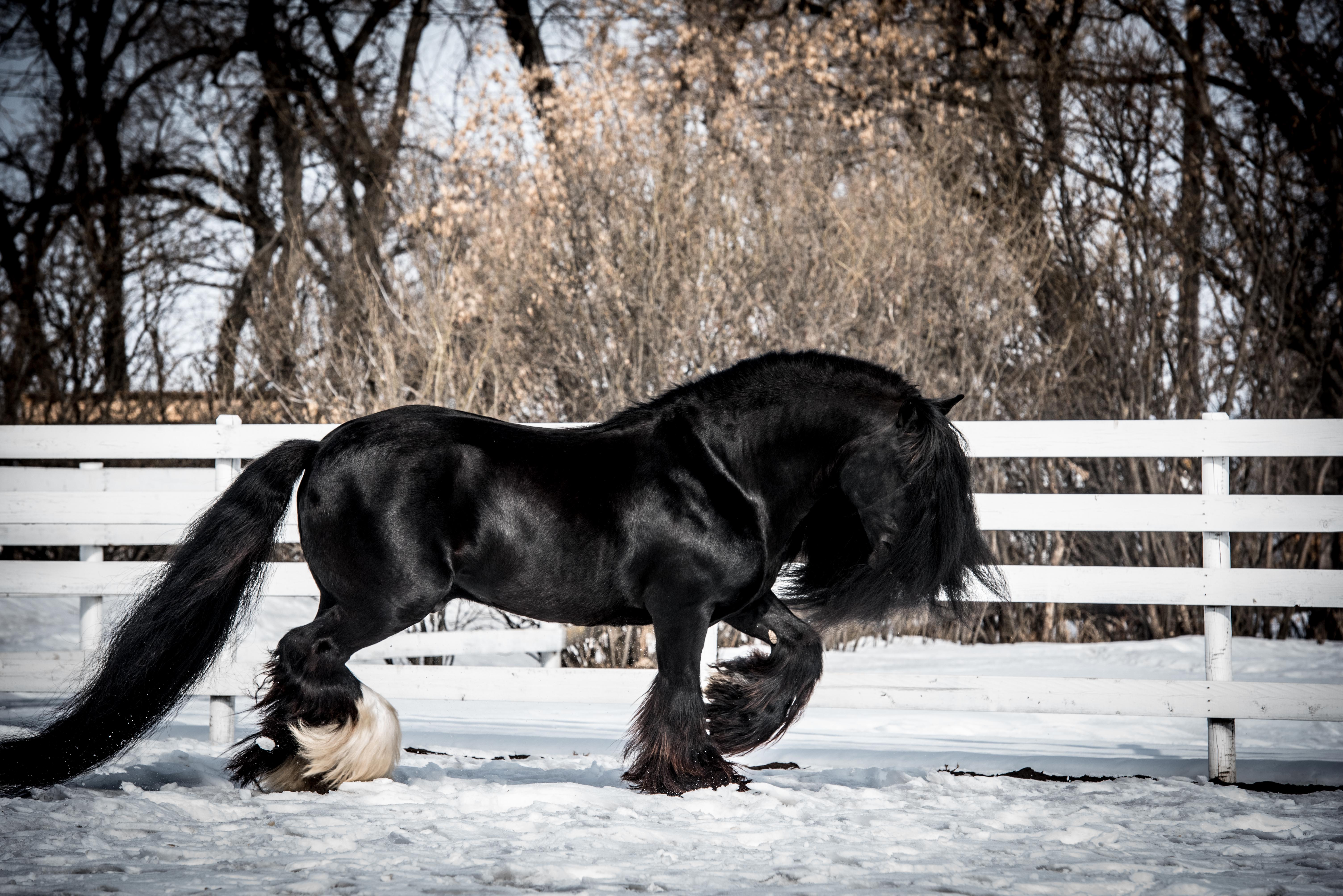 Stallions | River Lane Ranch