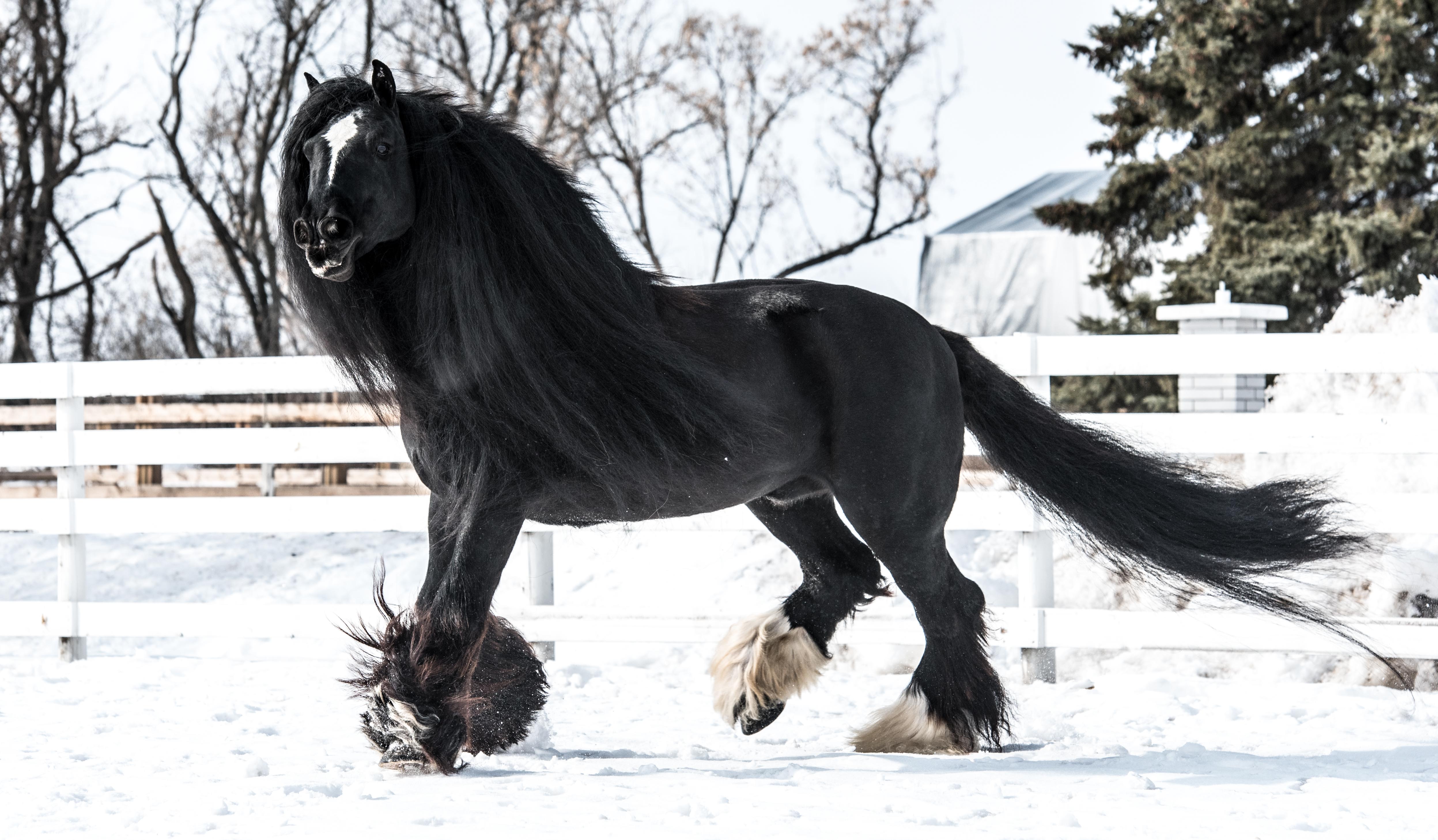 Stallions | River Lane Ranch