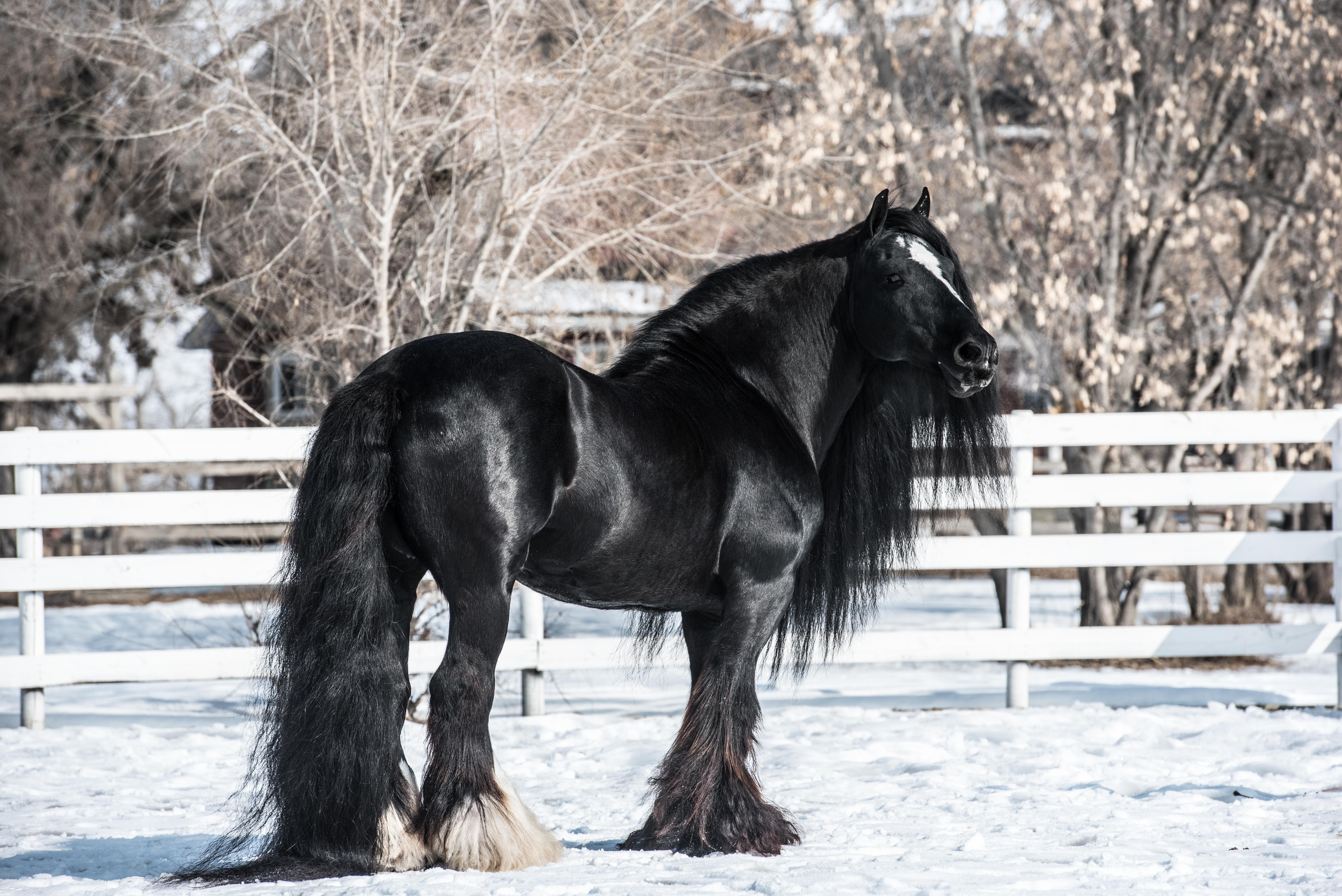 Stallions | River Lane Ranch