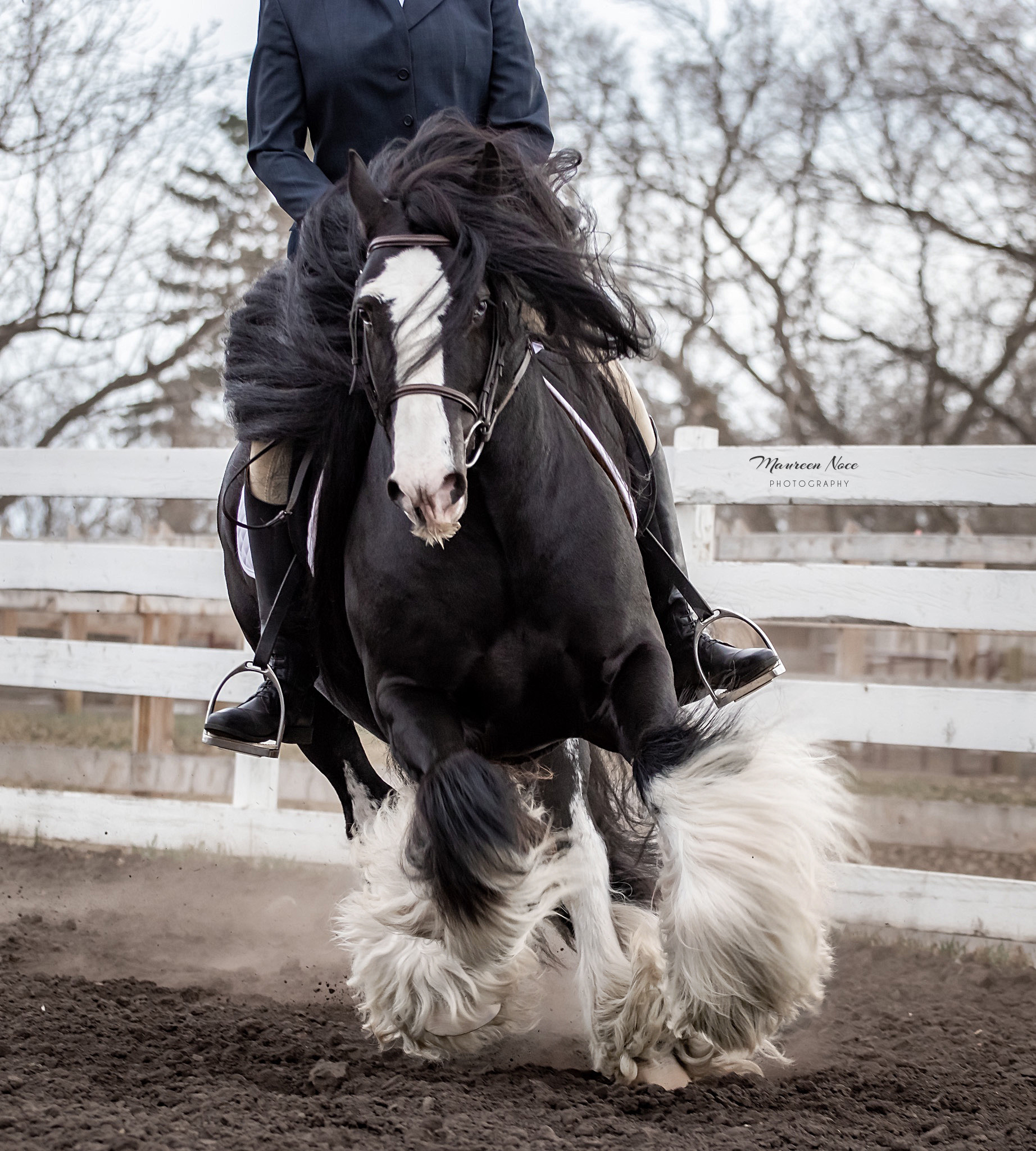 Stallions | River Lane Ranch