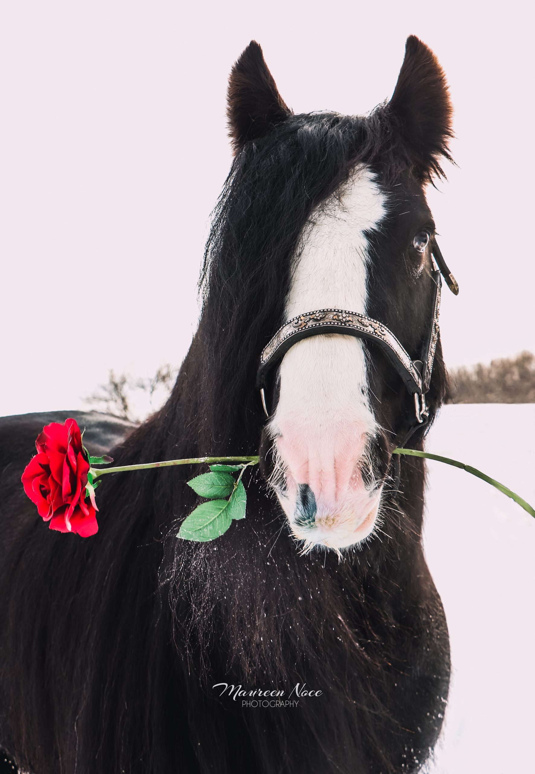 Stallions | River Lane Ranch