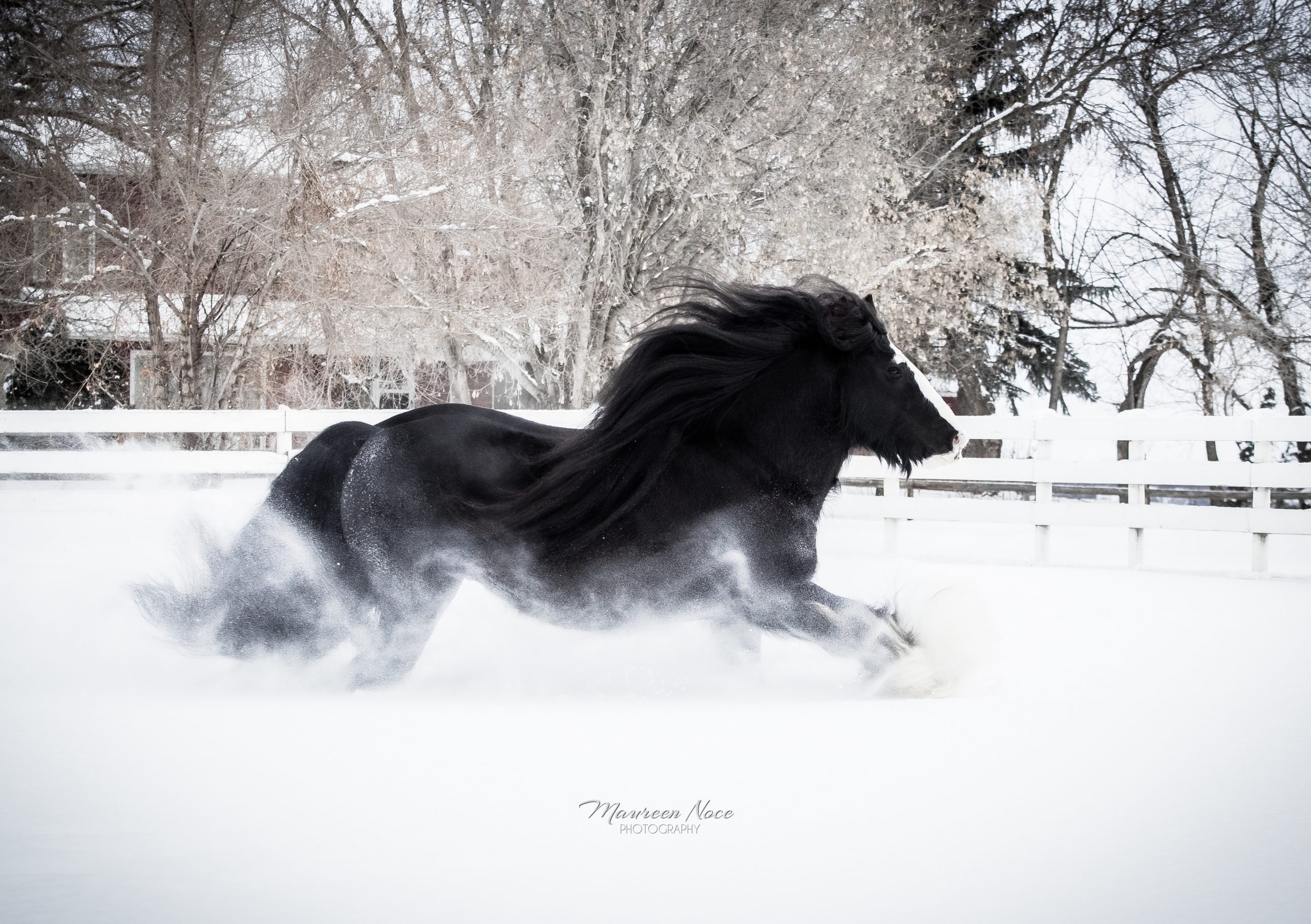Stallions | River Lane Ranch