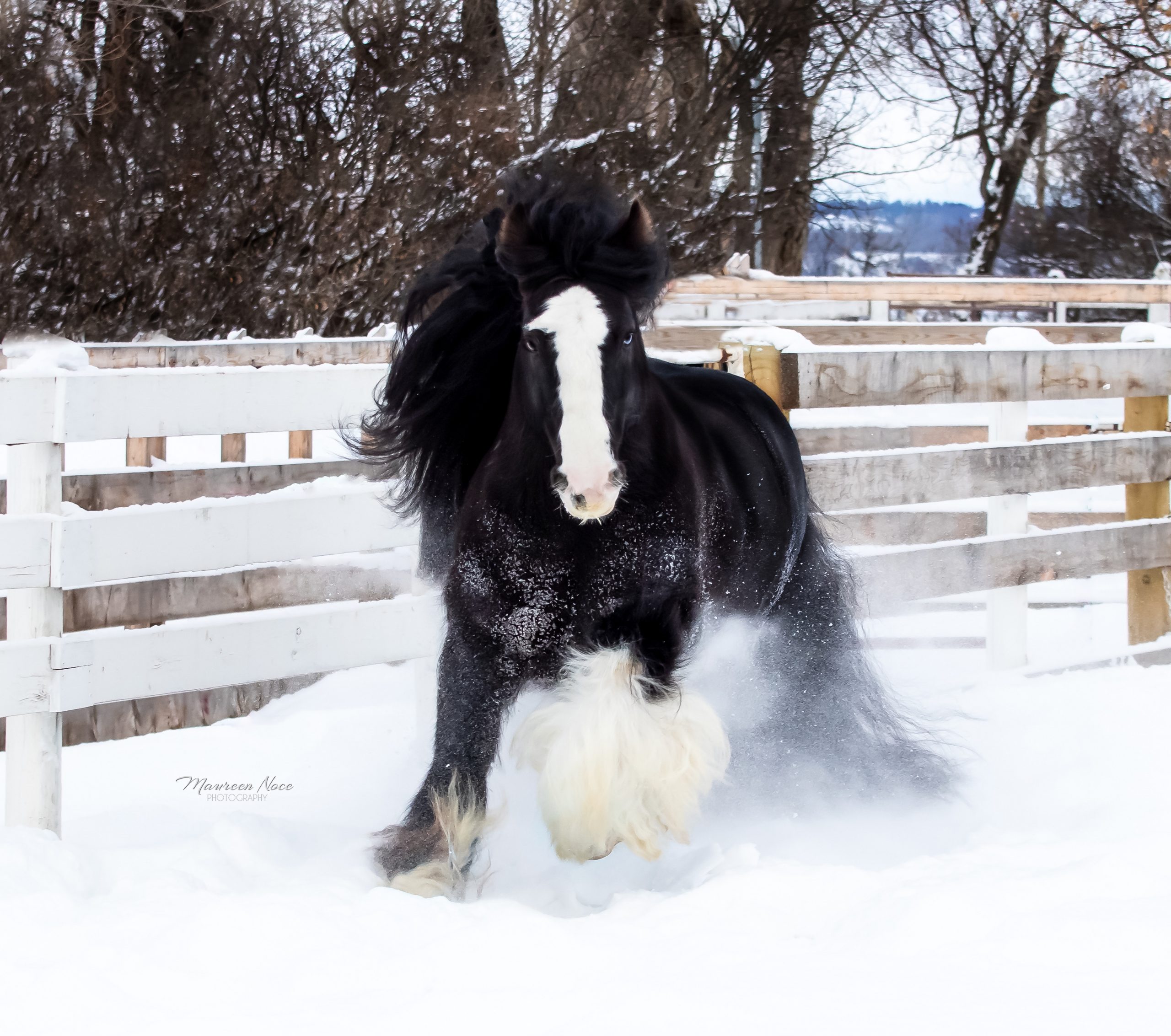 Stallions | River Lane Ranch