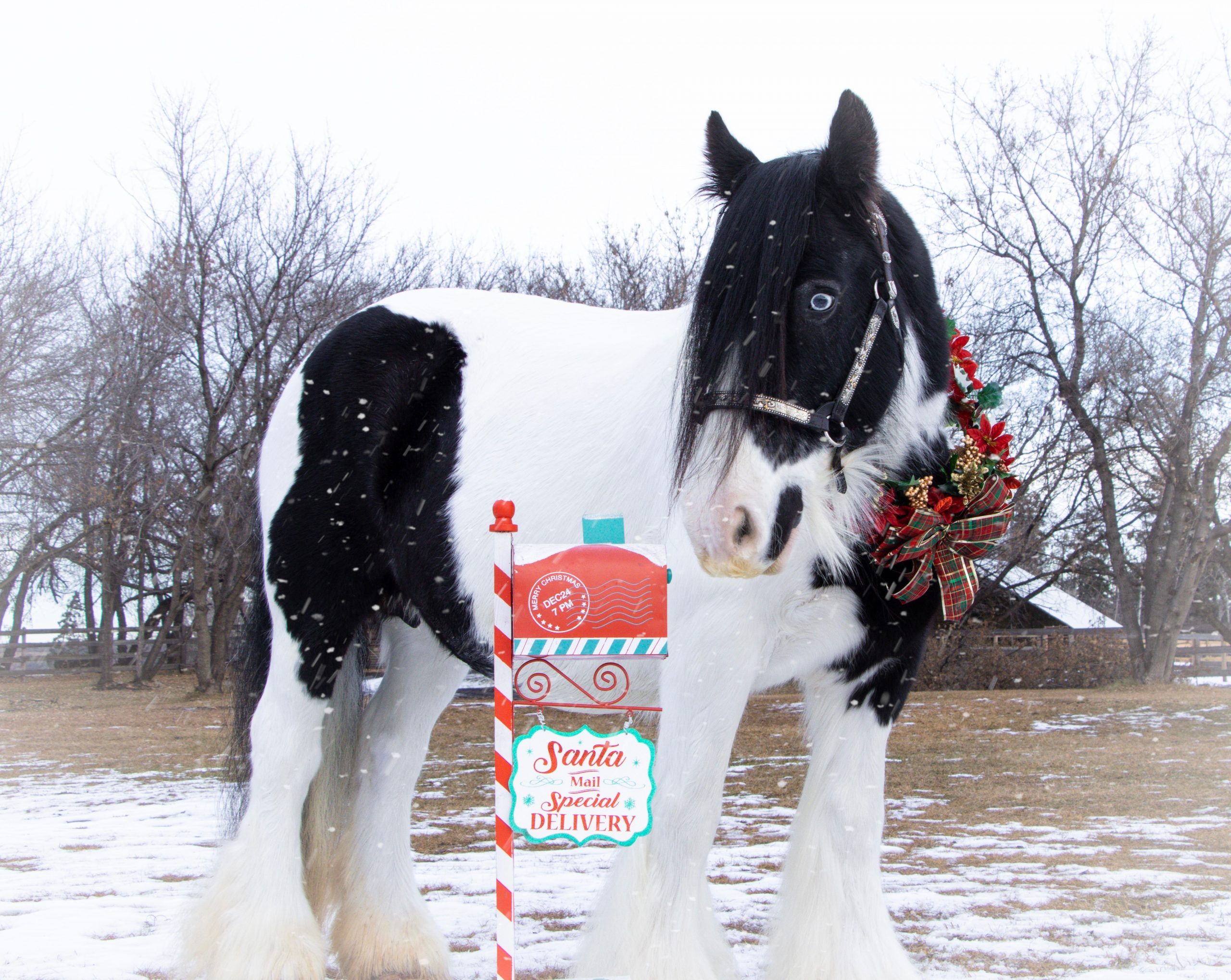 Mares | River Lane Ranch