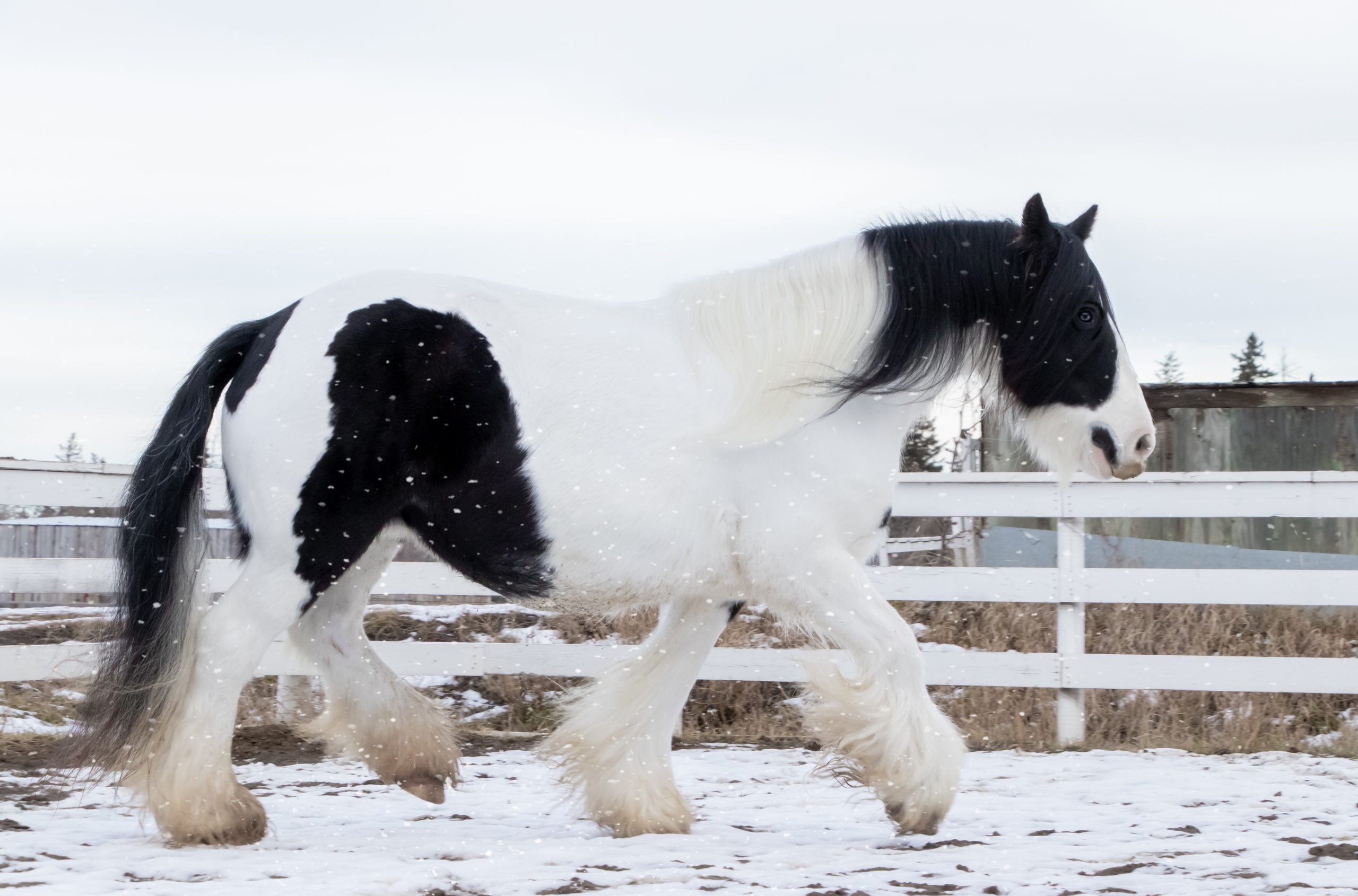 Mares | River Lane Ranch