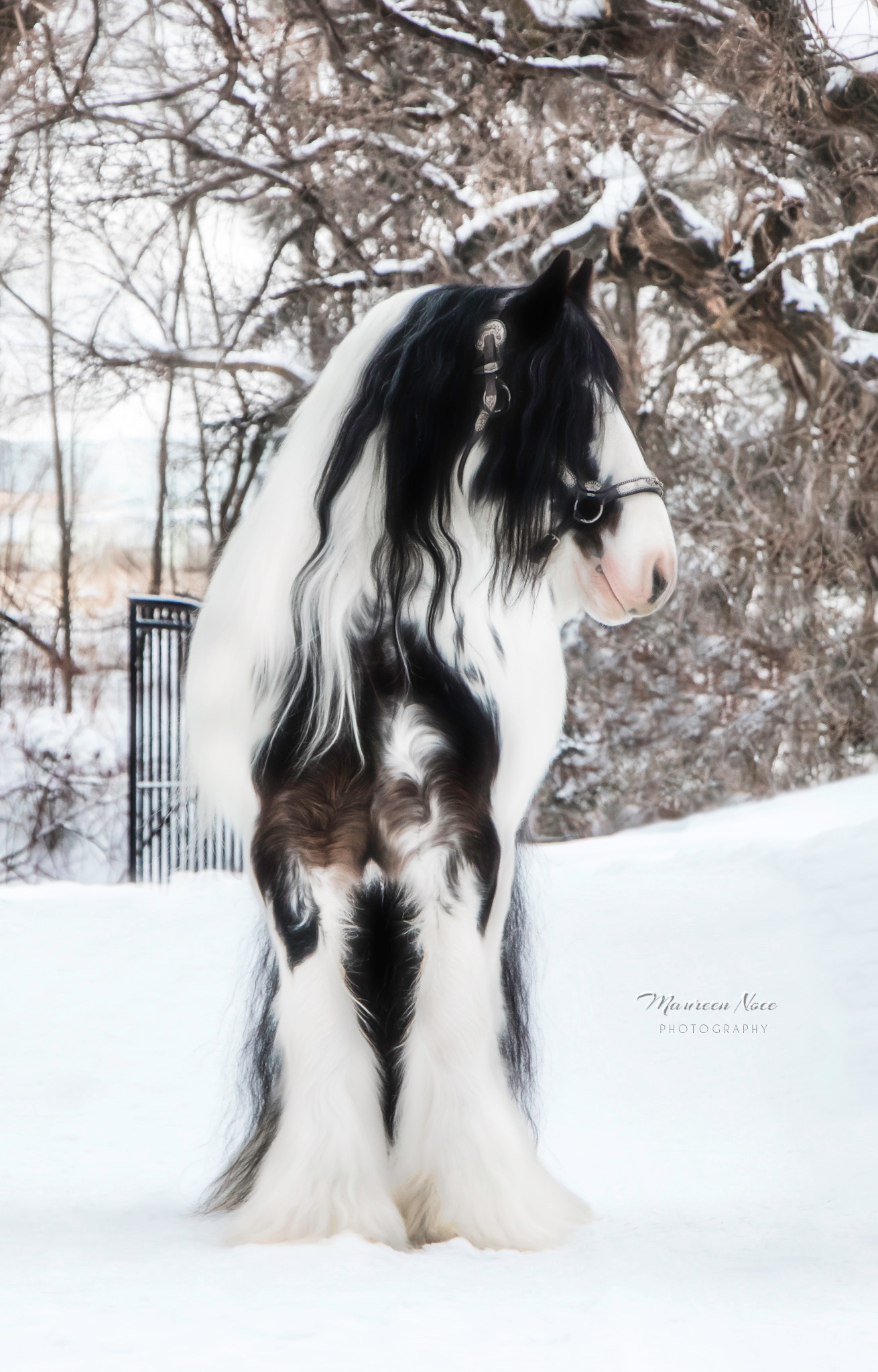 Stallions | River Lane Ranch