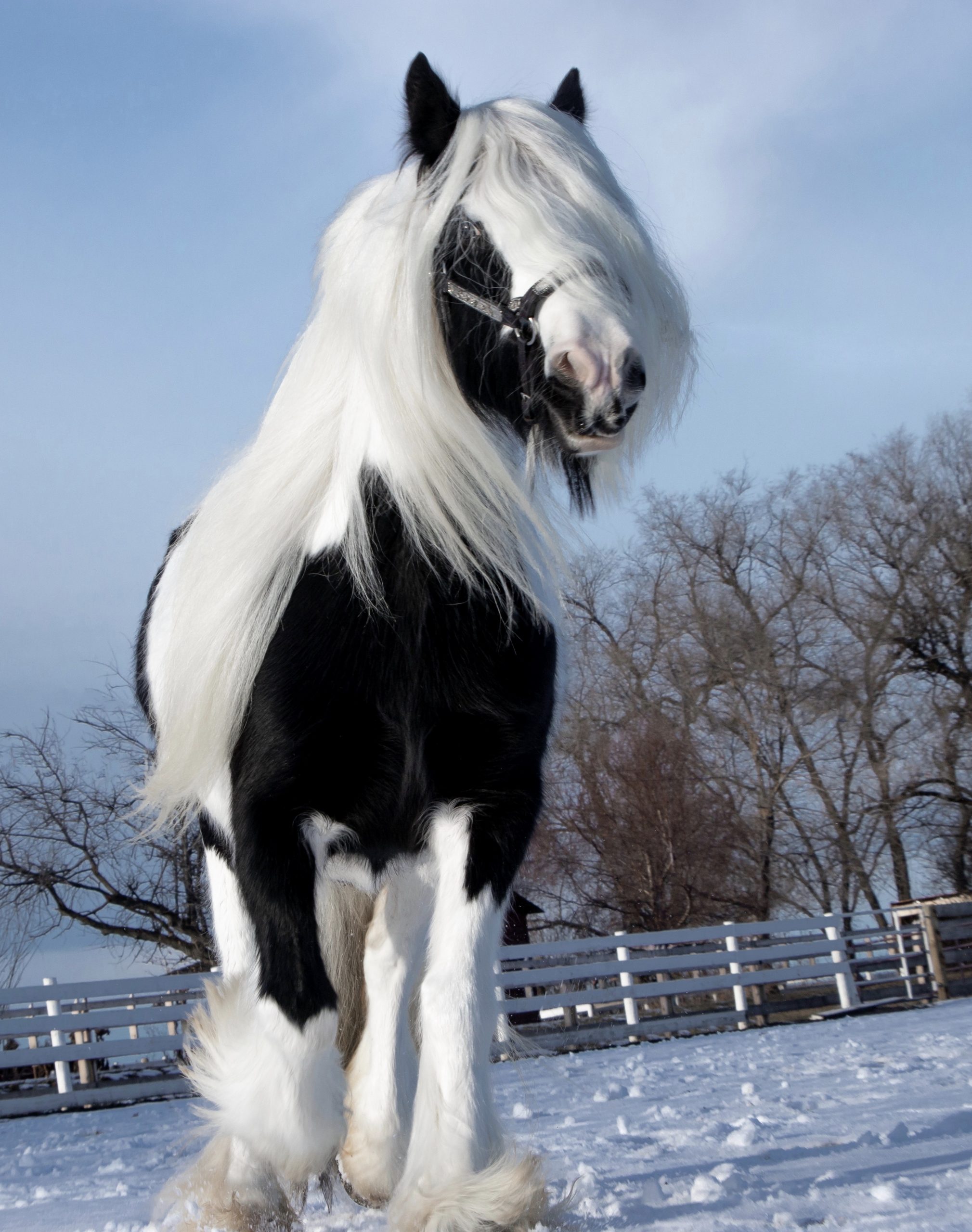 Mares | River Lane Ranch
