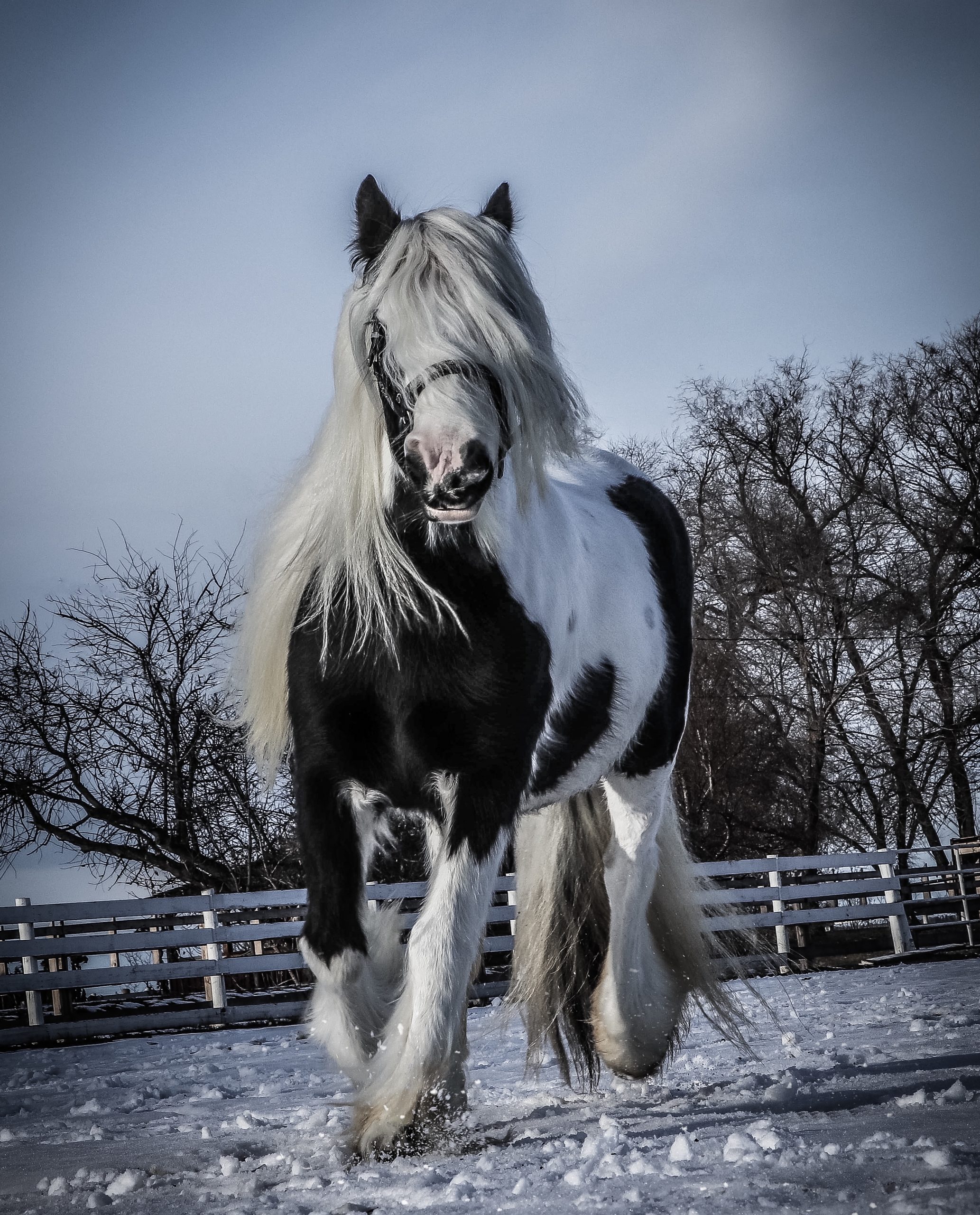 Mares | River Lane Ranch