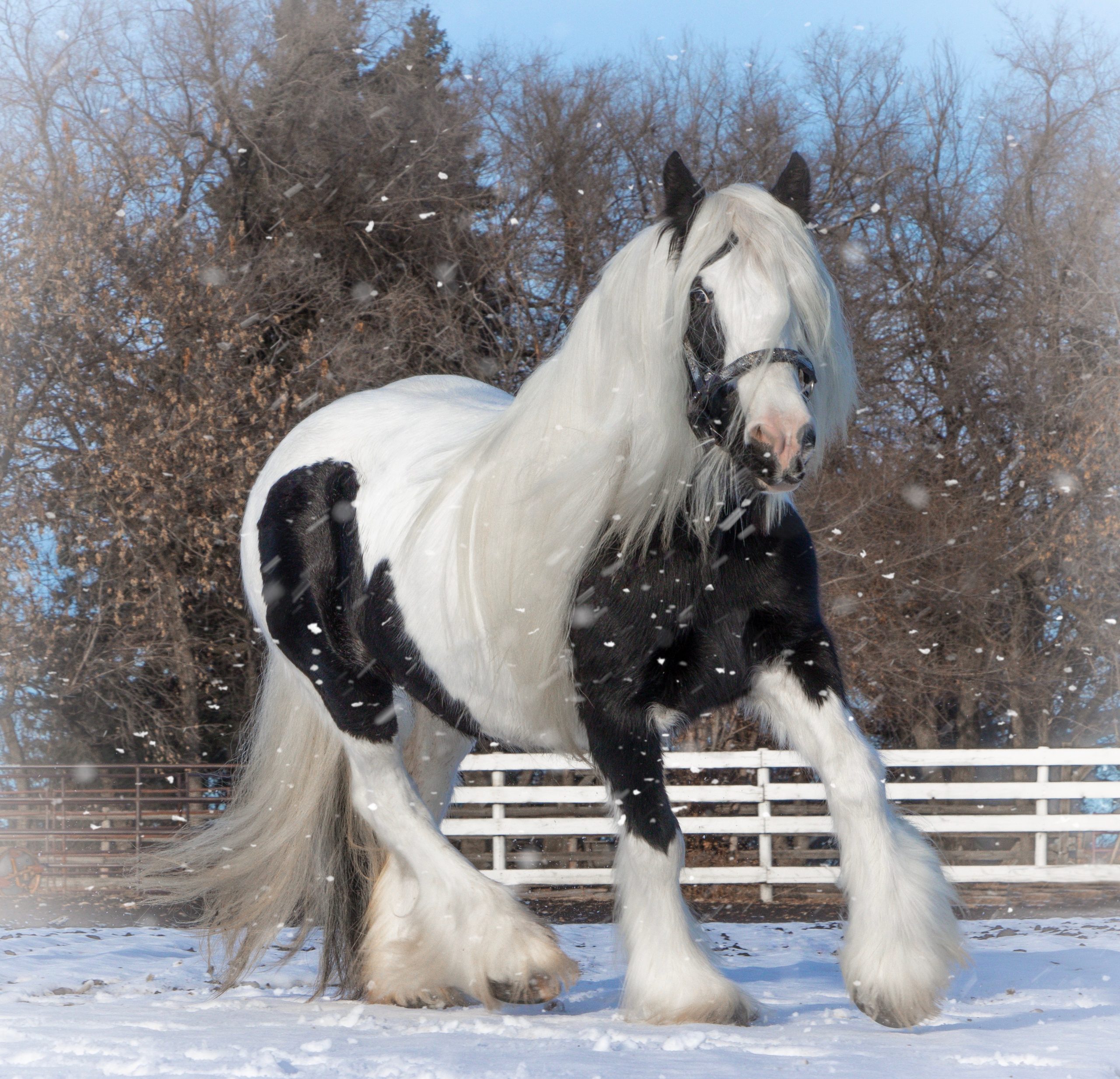 Mares | River Lane Ranch