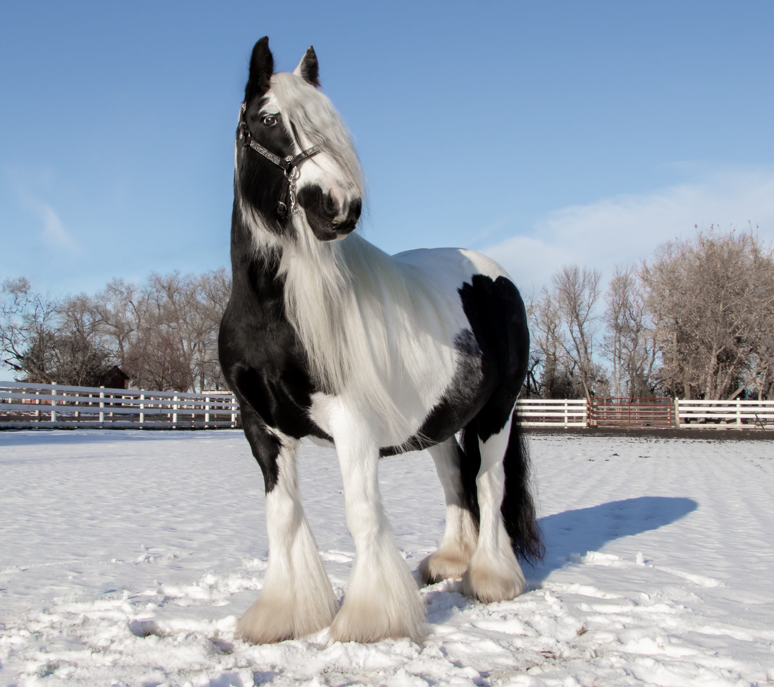 Mares | River Lane Ranch