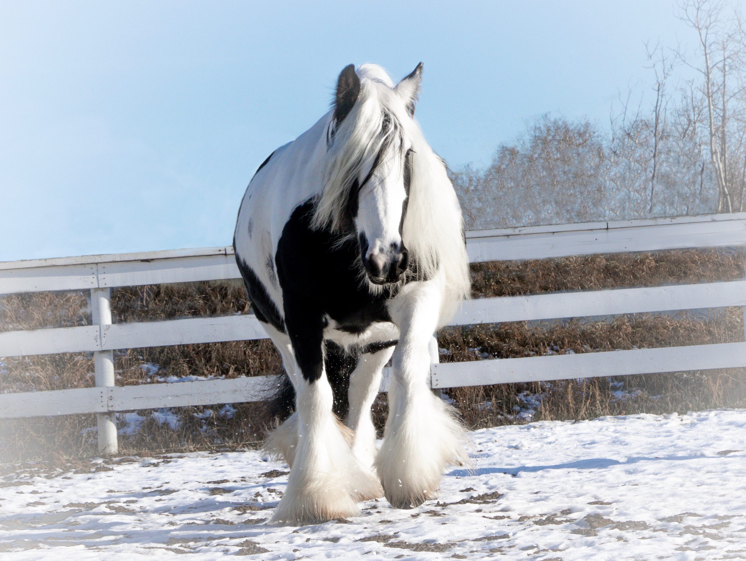Mares | River Lane Ranch