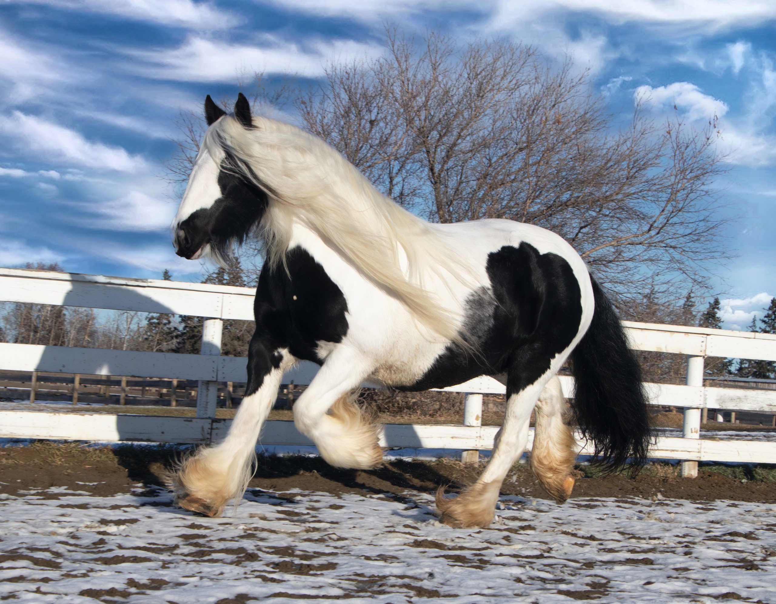 Mares | River Lane Ranch