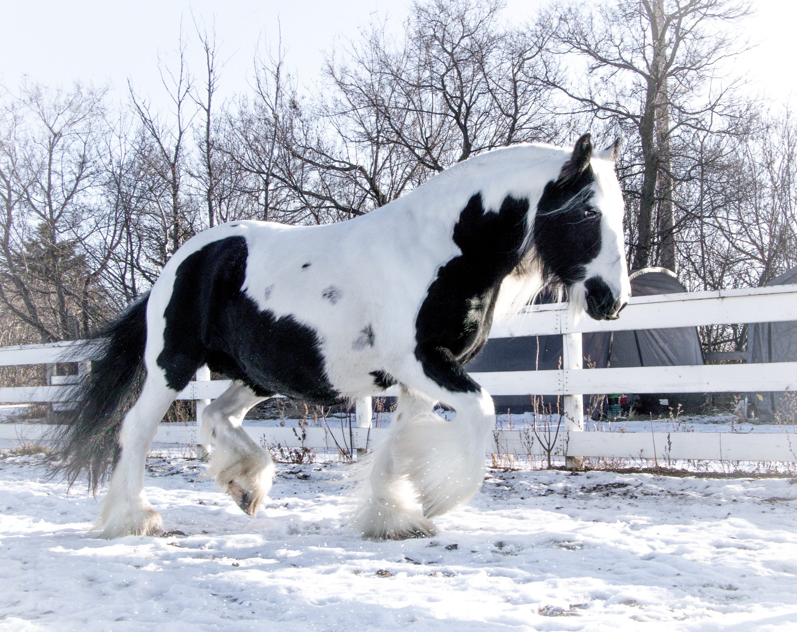 Mares | River Lane Ranch