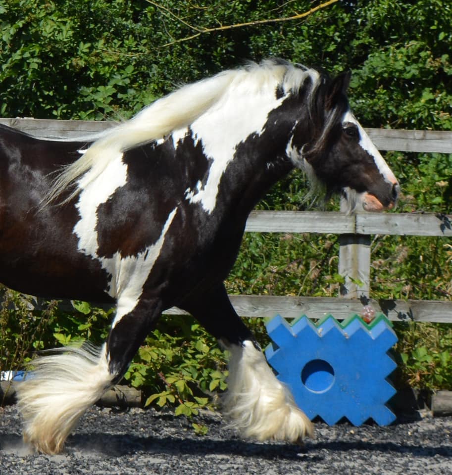 Mares | River Lane Ranch