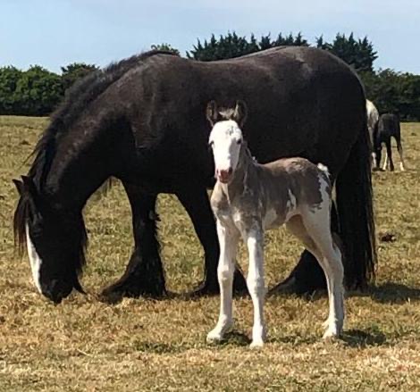 Fillies | River Lane Ranch