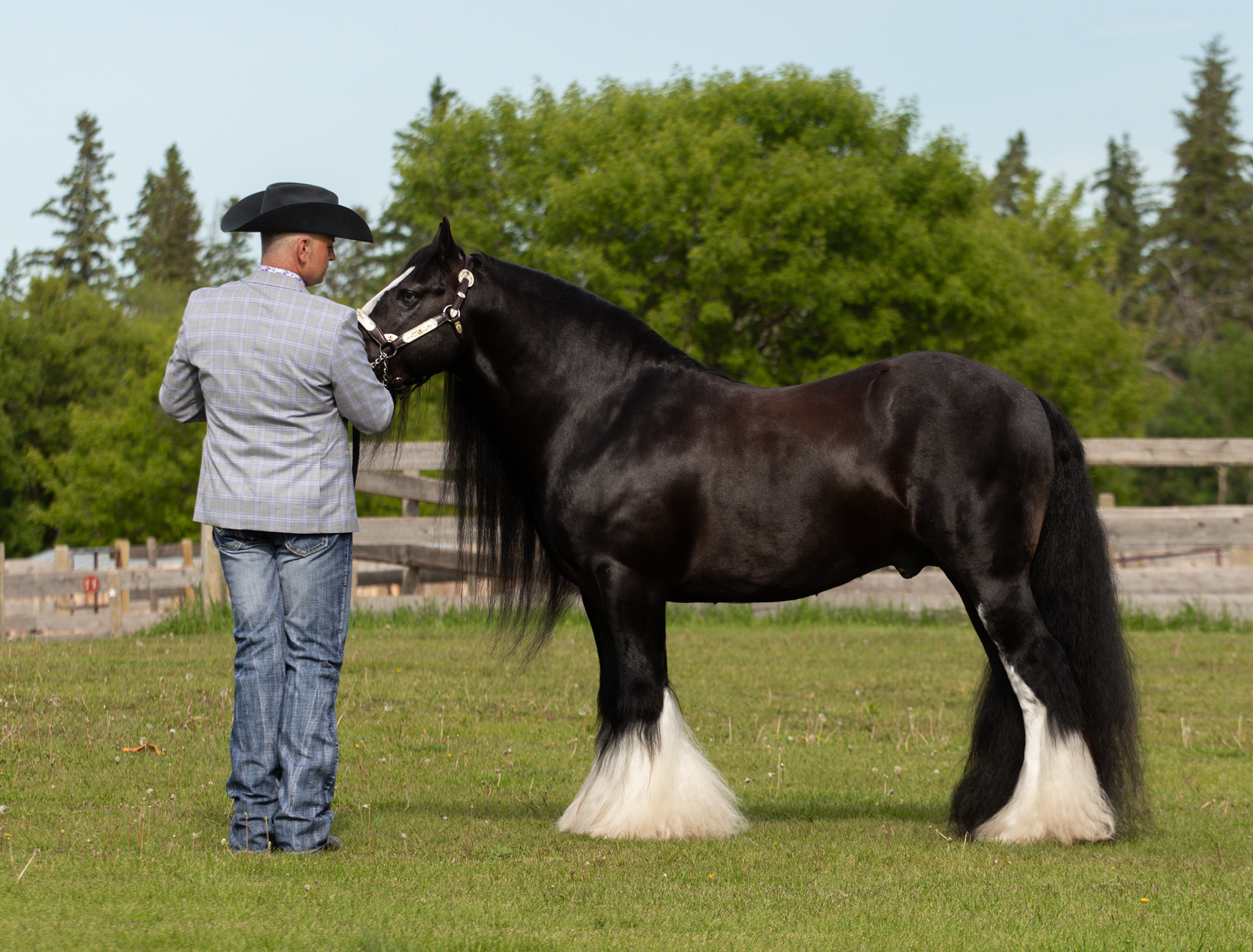 Stallions | River Lane Ranch
