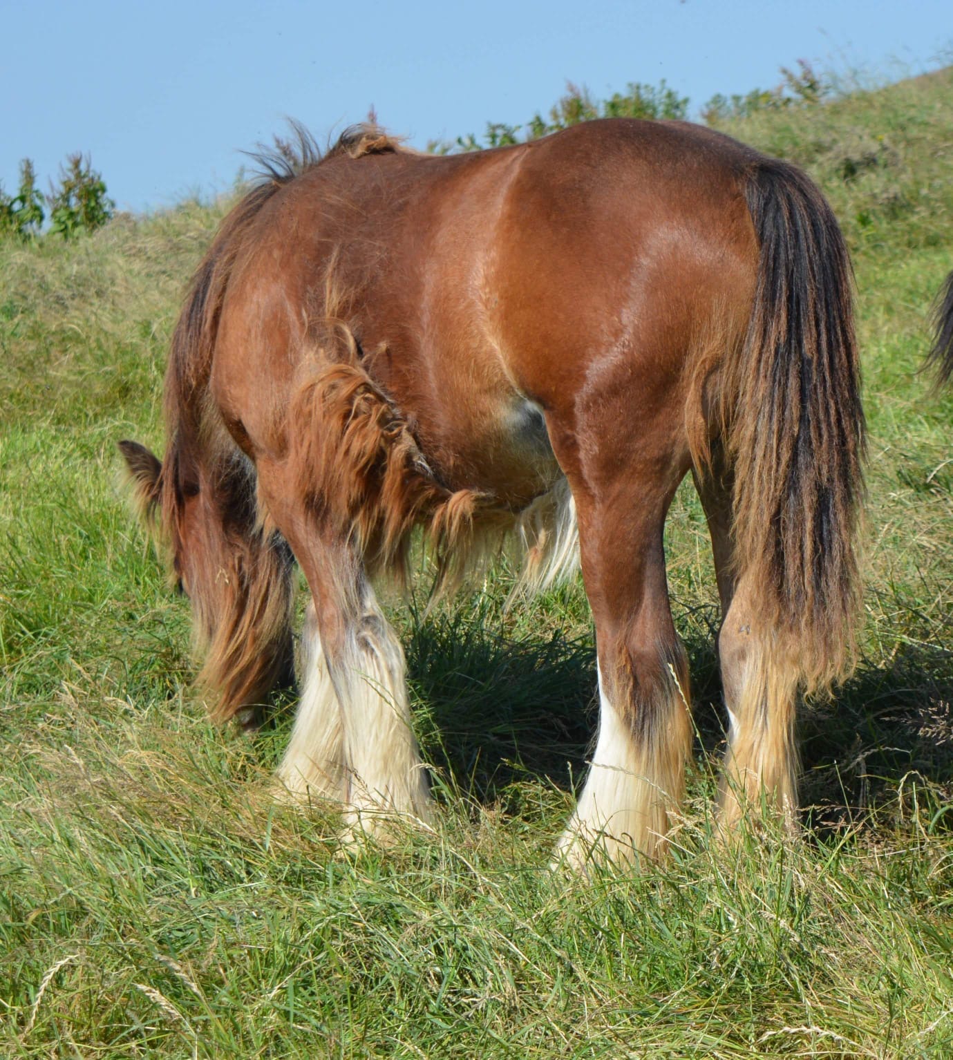 Fillies | River Lane Ranch